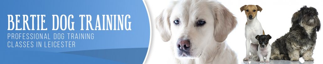 Bertie Dog Training in Leicester